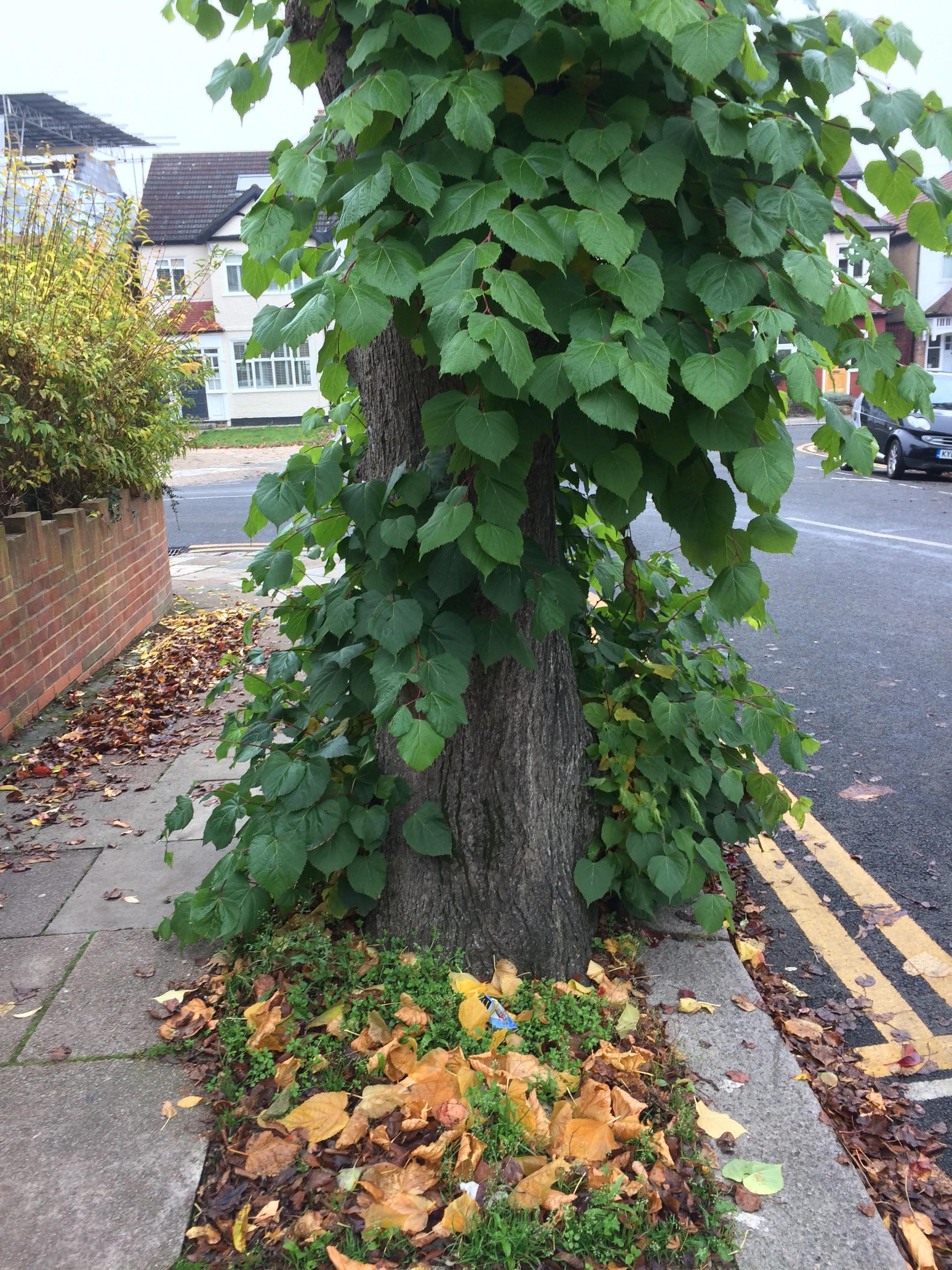 Enfield’s street trees